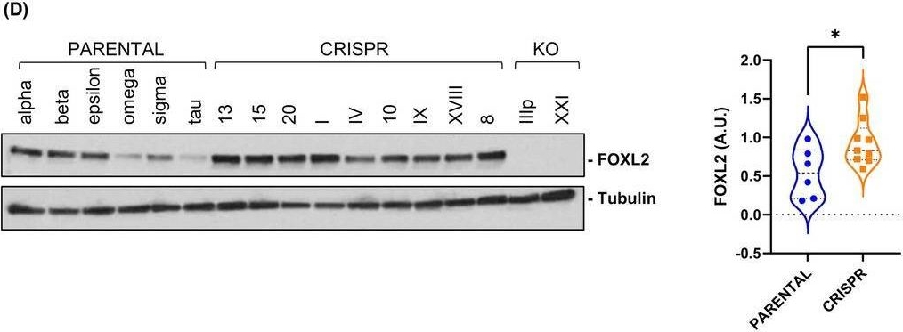 Foxl2 antibodies - Antibody search engine - CiteAb