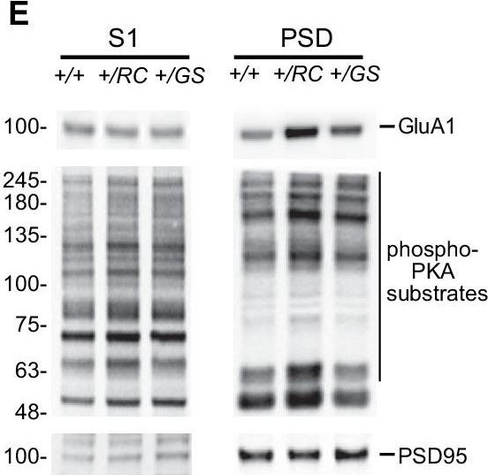 PKA antibodies - Antibody search engine - CiteAb