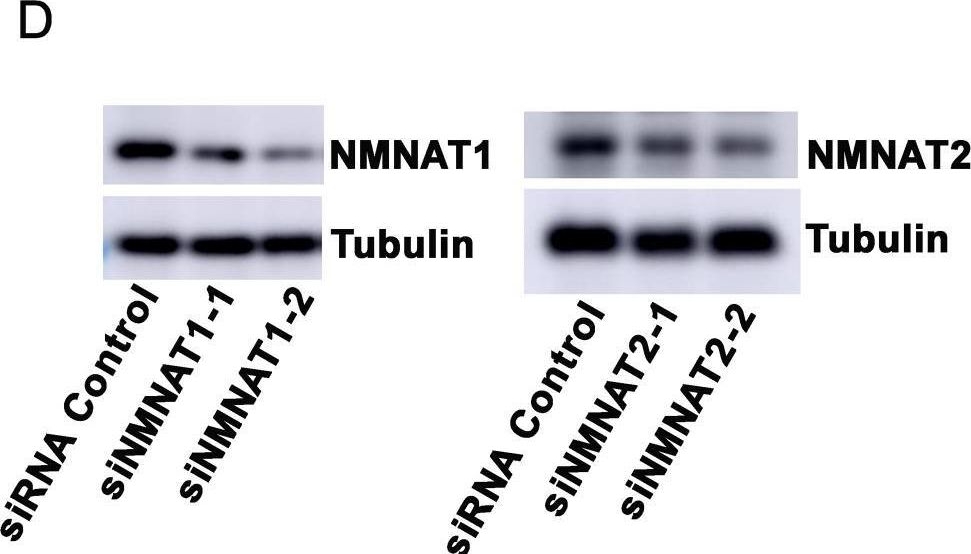 NMNAT2 antibodies - Antibody search engine - CiteAb