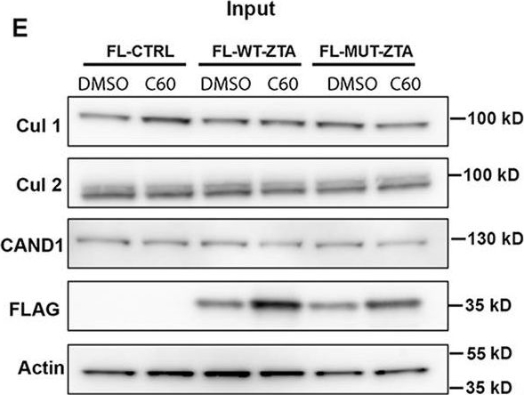 cul1 antibodies - Antibody search engine - CiteAb