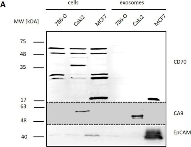 CD70 antibodies - Antibody search engine - CiteAb