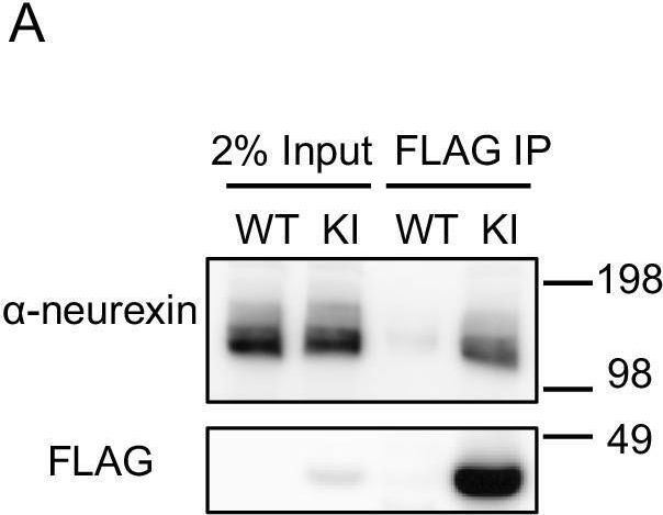 Nrxn1 antibodies - Antibody search engine - CiteAb