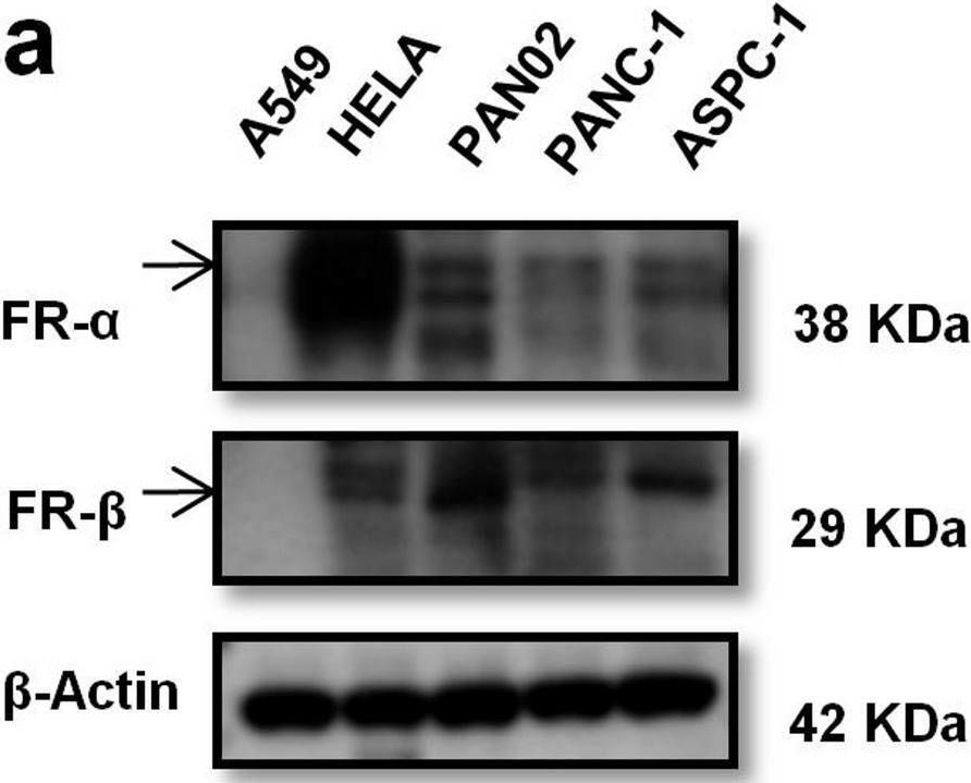 FOLR1 antibodies - Antibody search engine - CiteAb