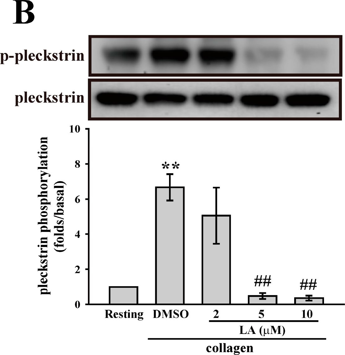 PLEK antibodies - Antibody search engine - CiteAb