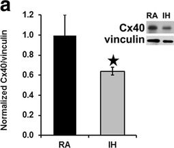 cx40 antibodies - Antibody search engine - CiteAb