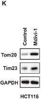 TOM20 antibodies - Antibody search engine - CiteAb