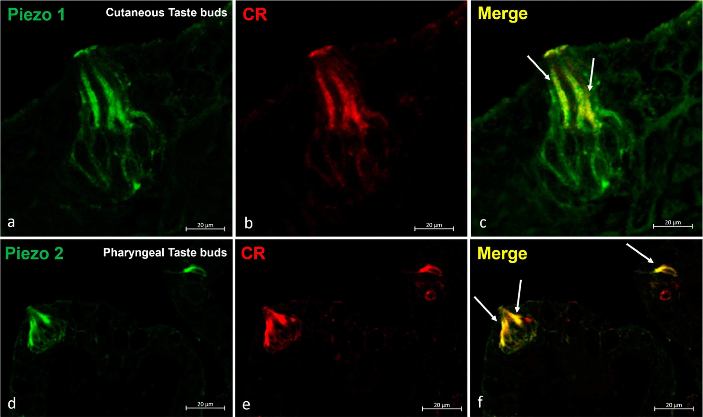 PIEZO2 antibodies - Antibody search engine - CiteAb