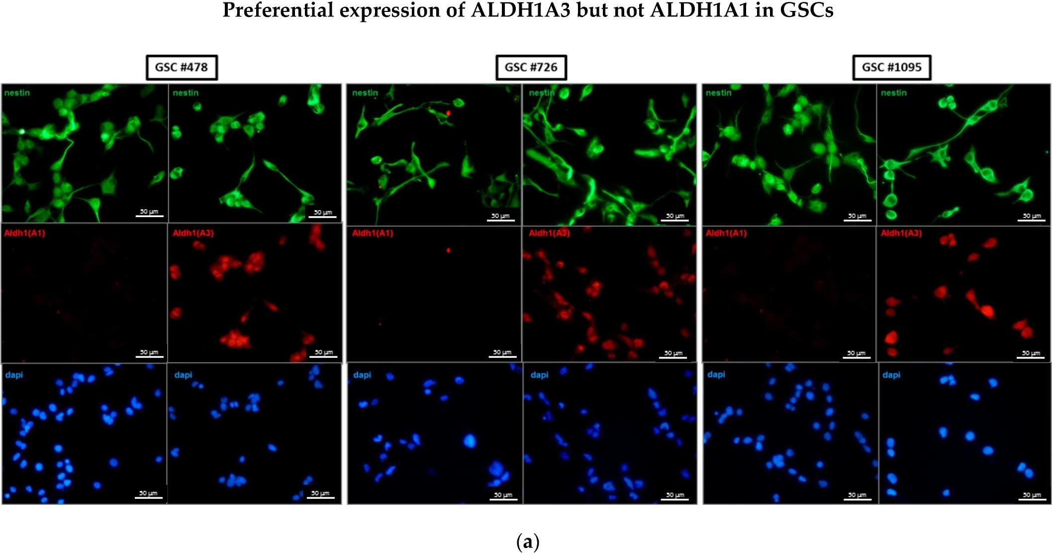 ALDH1A3 antibodies - Antibody search engine - CiteAb