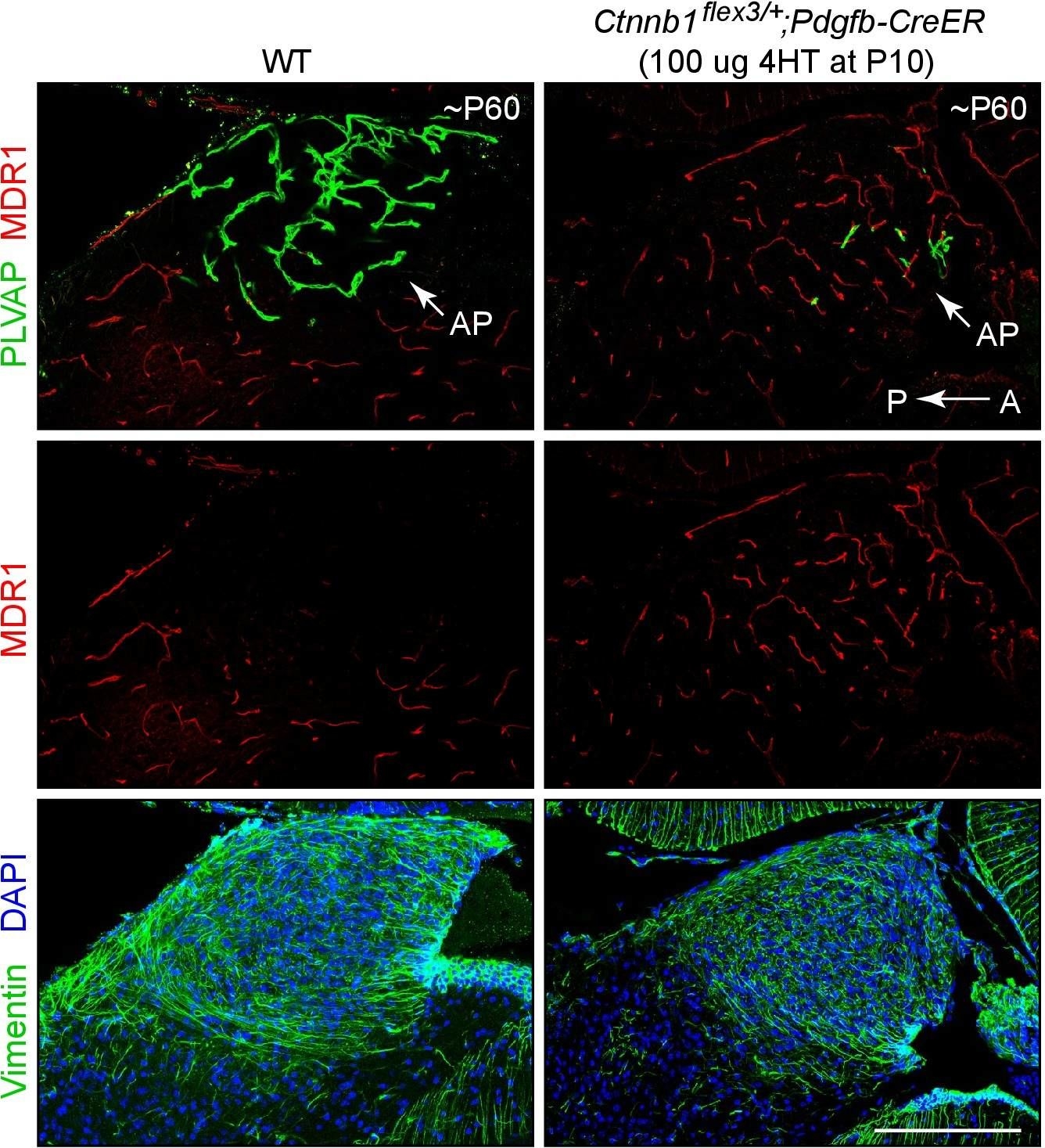 vimentin antibodies - Antibody search engine - CiteAb