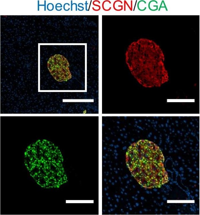 SCGN antibodies - Antibody search engine - CiteAb