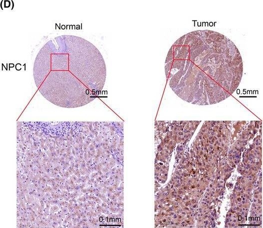 POGZ antibodies - Antibody search engine - CiteAb