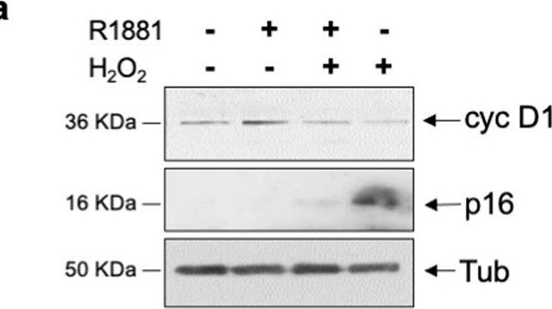 P16 antibodies - Antibody search engine - CiteAb