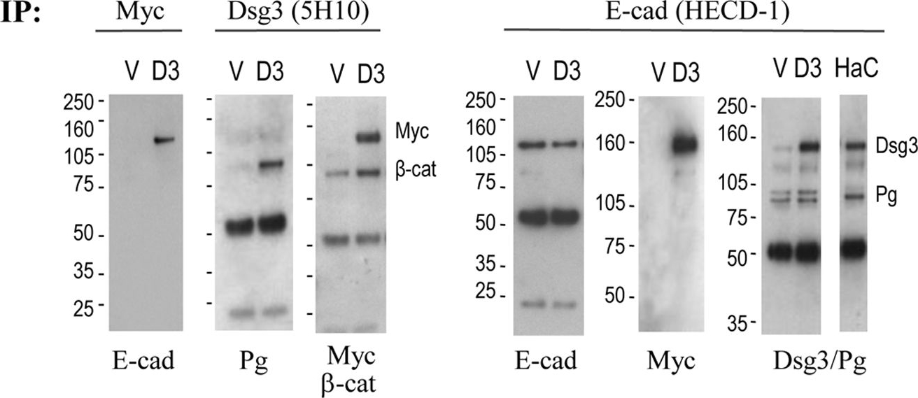 dsg3 antibodies - Antibody search engine - CiteAb