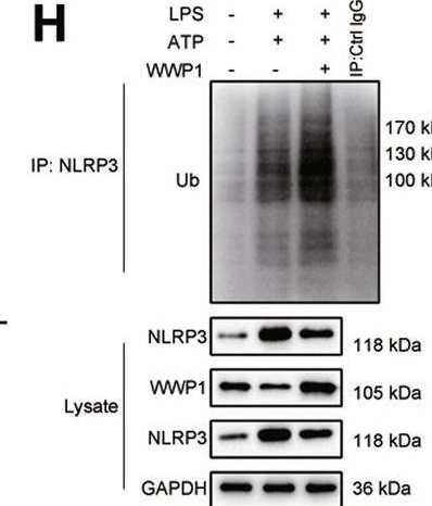 wwp1 antibodies - Antibody search engine - CiteAb