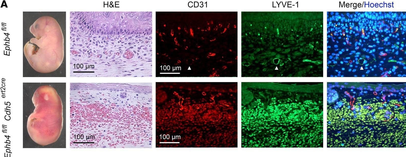 CD31 antibodies - Antibody search engine - CiteAb
