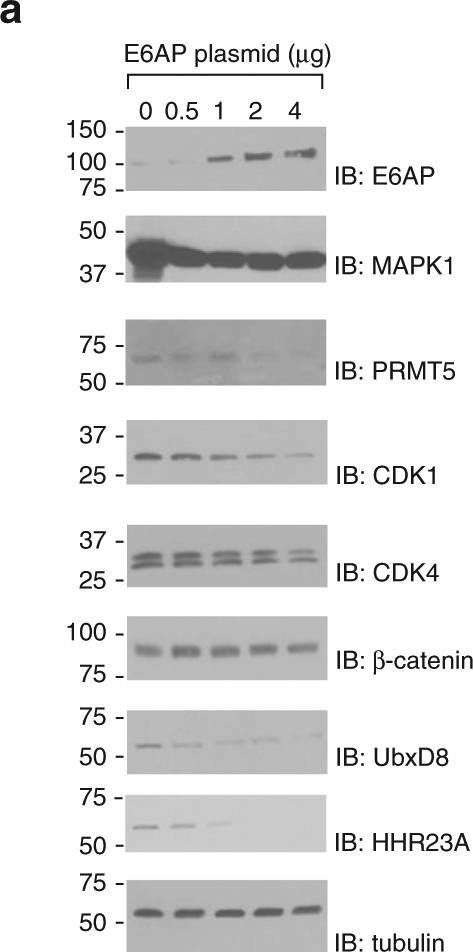 FAF2 antibodies - Antibody search engine - CiteAb