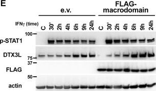 dtx3l antibodies - Antibody search engine - CiteAb