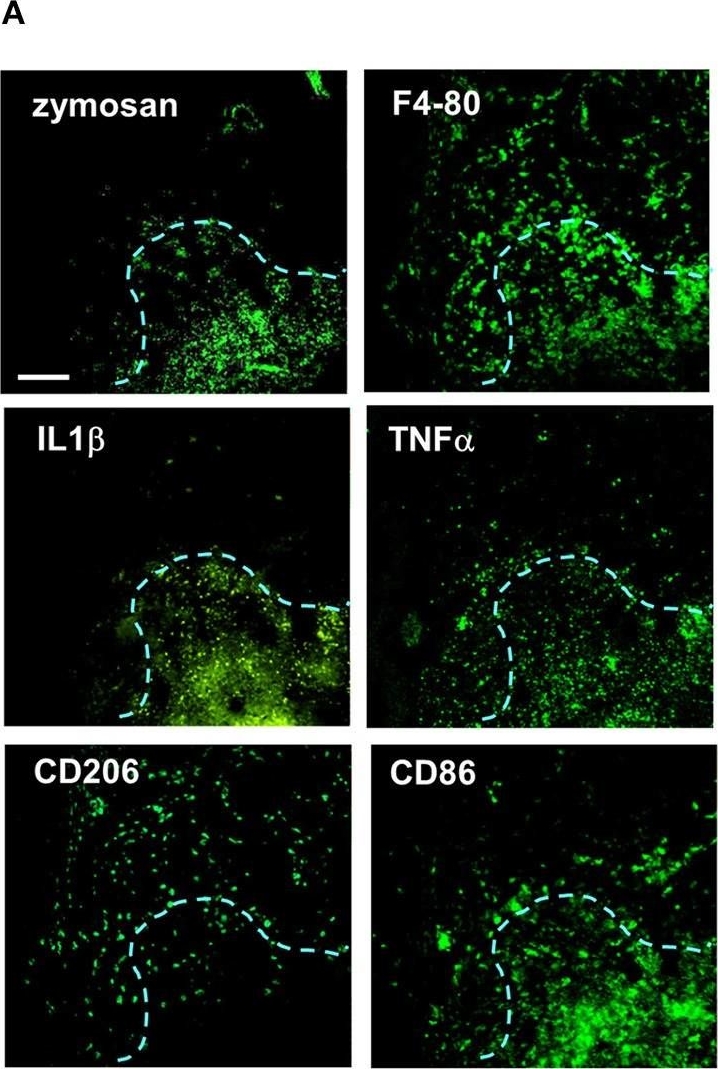 CD86 antibodies - Antibody search engine - CiteAb