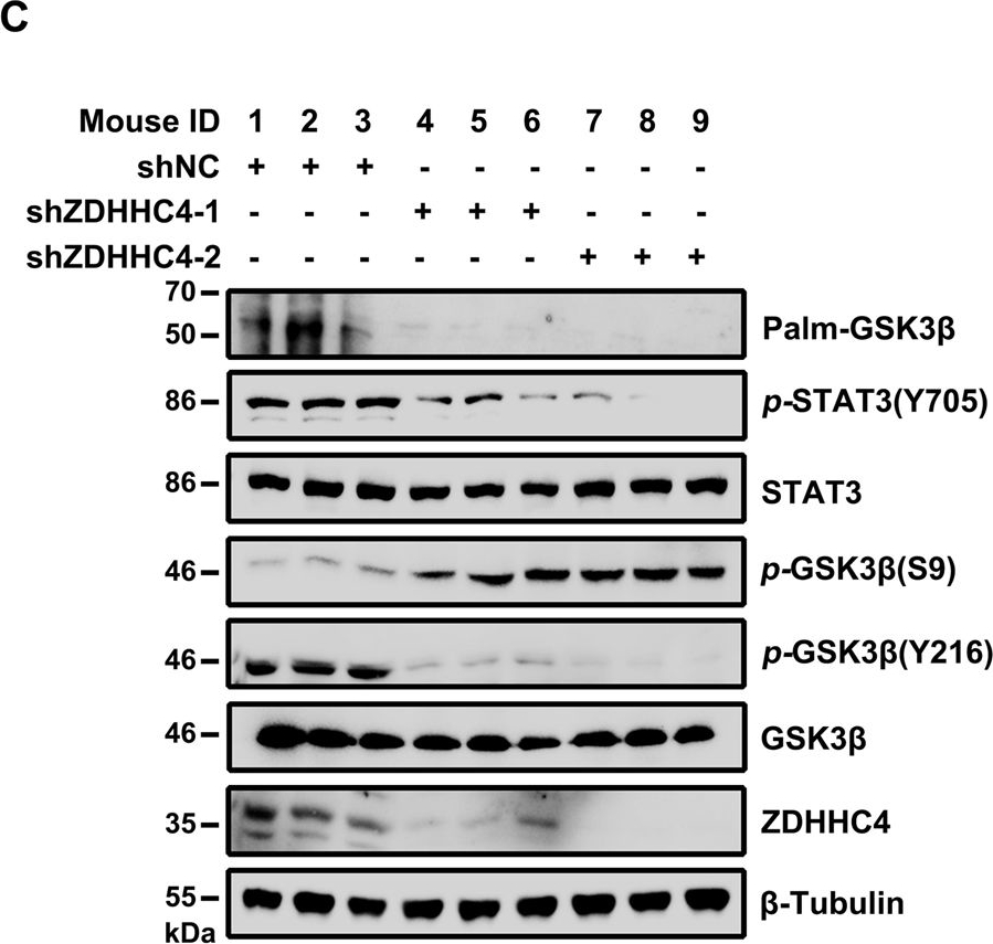 STAT3 antibodies - Antibody search engine - CiteAb