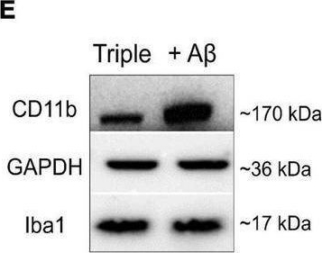 IBA1 antibodies - Antibody search engine - CiteAb
