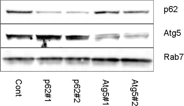 ATG5 antibodies - Antibody search engine - CiteAb