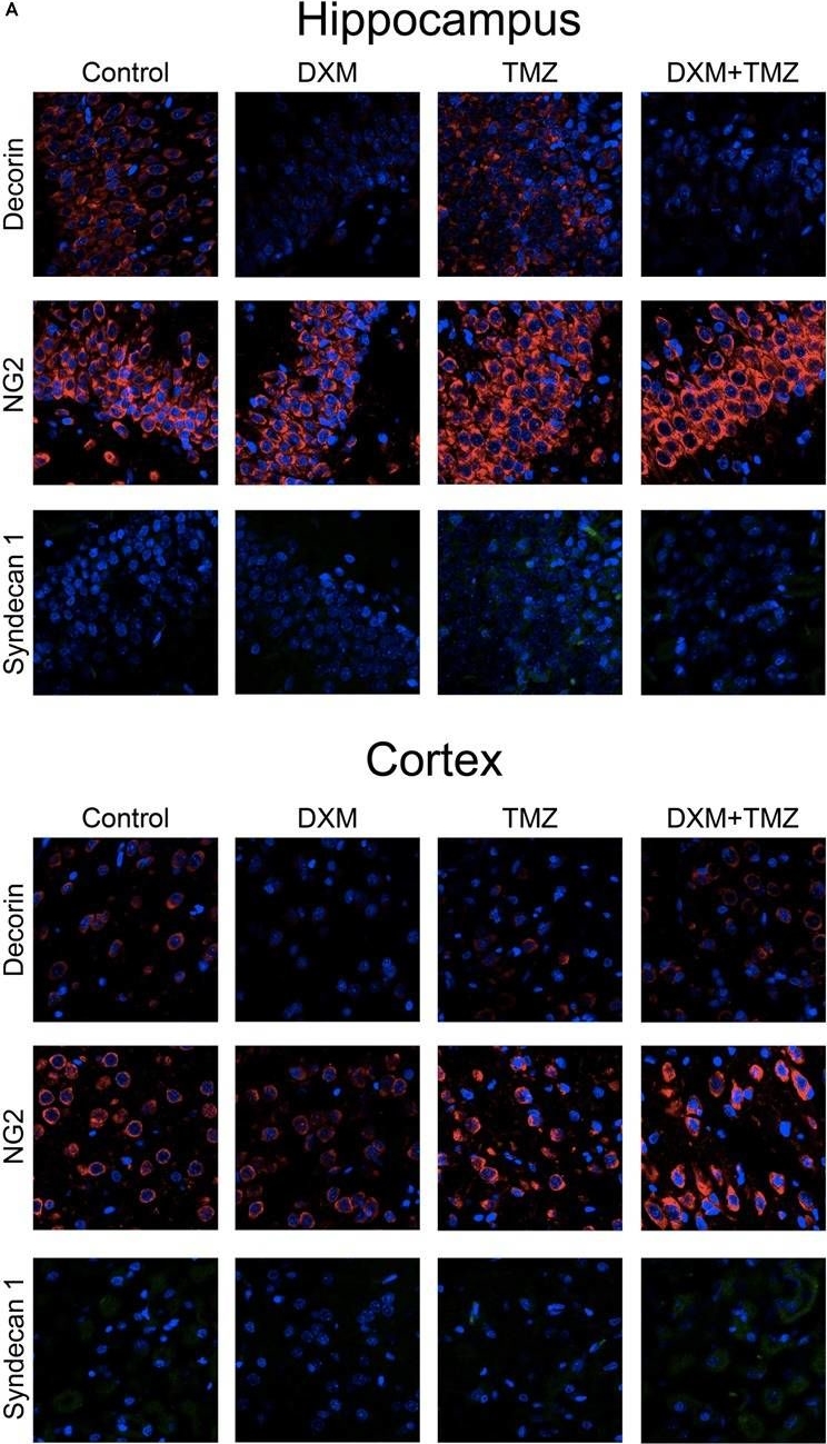 CD138 antibodies - Antibody search engine - CiteAb