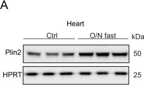PLIN2 antibodies - Antibody search engine - CiteAb