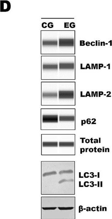 LAMP1 antibodies - Antibody search engine - CiteAb