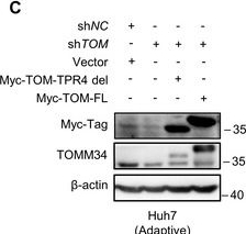 TOMM34 antibodies - Antibody search engine - CiteAb