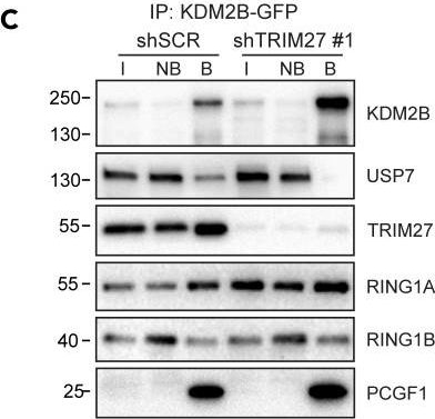 KDM2B antibodies - Antibody search engine - CiteAb
