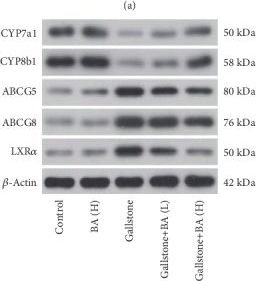 ABCG5 antibodies - Antibody search engine - CiteAb