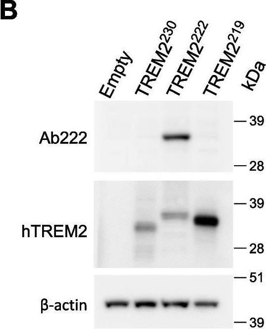 TREM2 antibodies - Antibody search engine - CiteAb