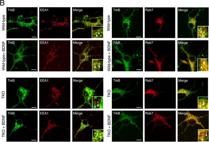 RAB7 antibodies - Antibody search engine - CiteAb