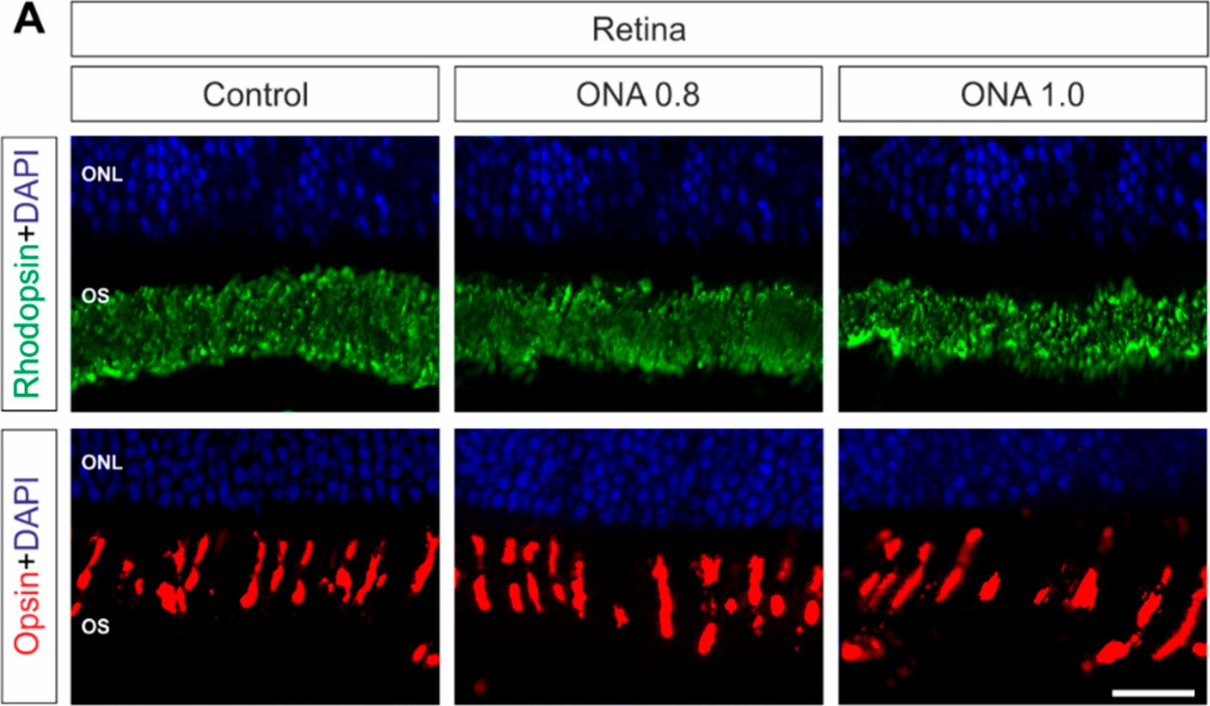 opsin antibodies - Antibody search engine - CiteAb