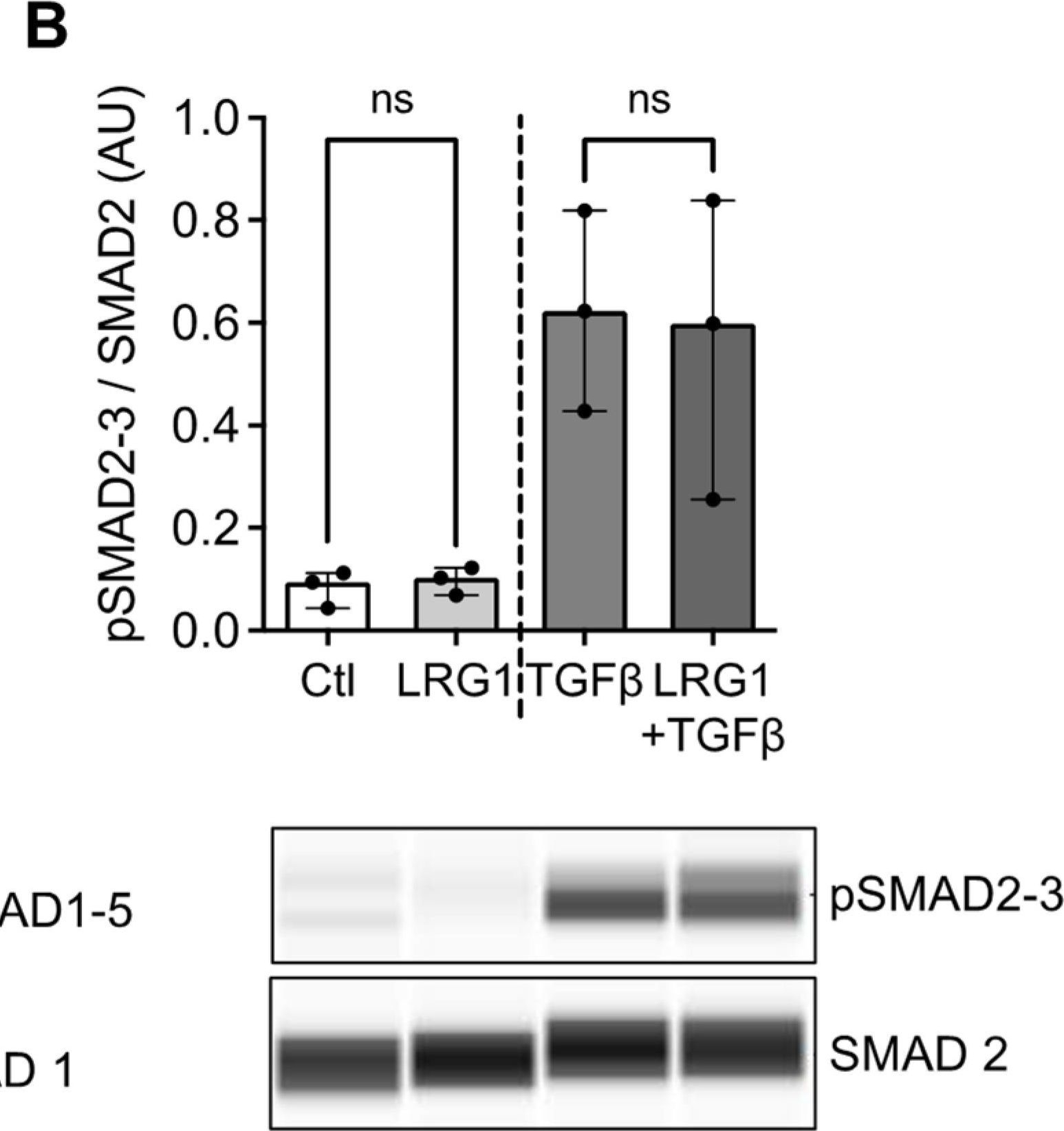 smad2 antibodies - Antibody search engine - CiteAb