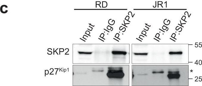 skp2 antibodies - Antibody search engine - CiteAb