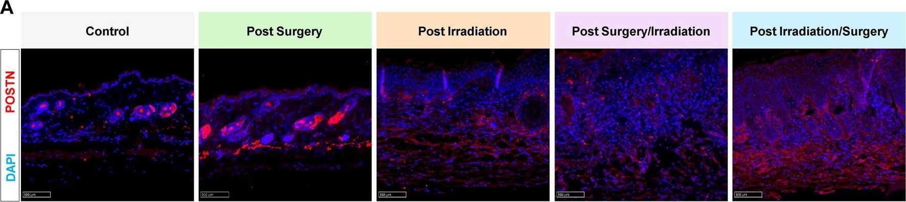 Postn antibodies - Antibody search engine - CiteAb