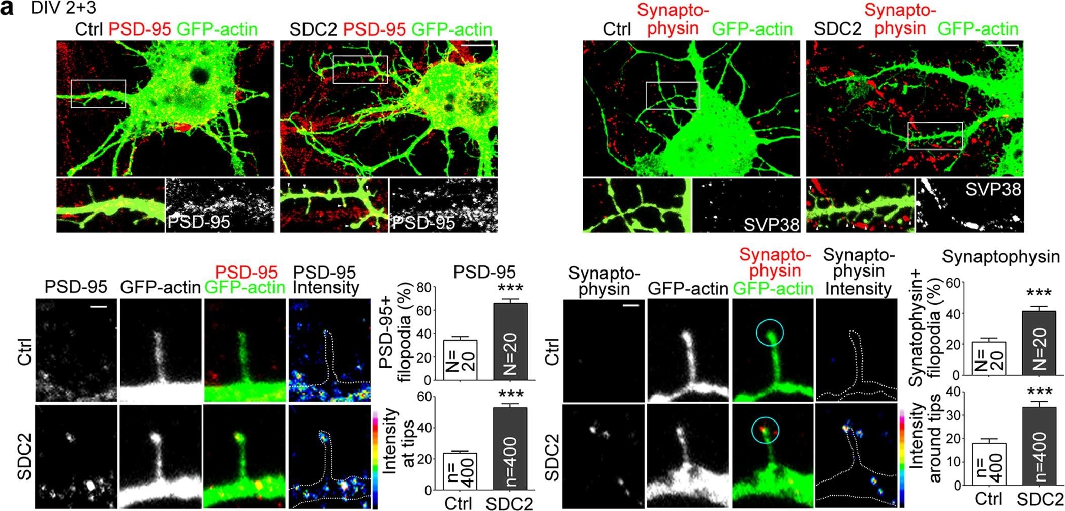 PSD95 antibodies - Antibody search engine - CiteAb