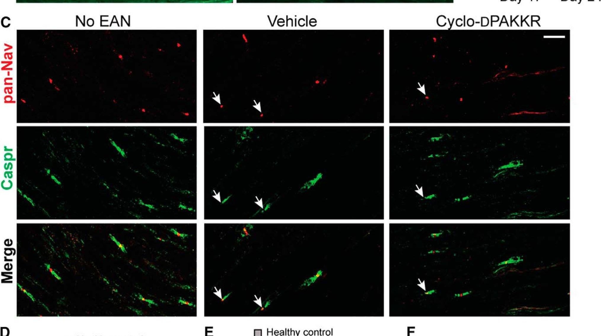 nav1.8 antibodies - Antibody search engine - CiteAb