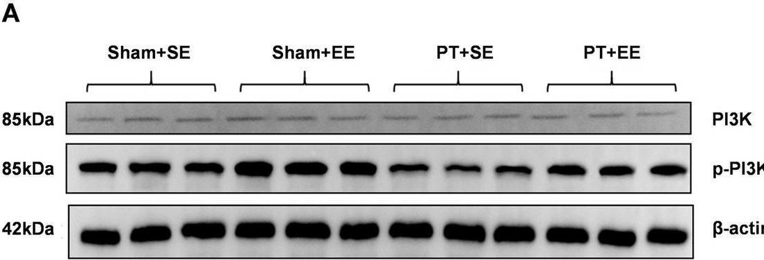 PI3K antibodies - Antibody search engine - CiteAb