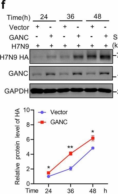 GANC antibodies - Antibody search engine - CiteAb