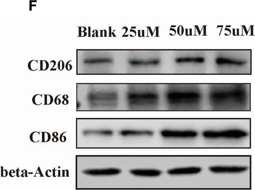 CD68 antibodies - Antibody search engine - CiteAb