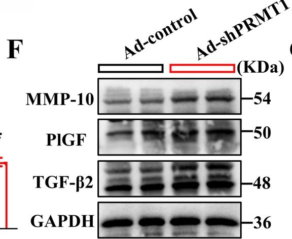 Tgfb-2 antibodies - Antibody search engine - CiteAb