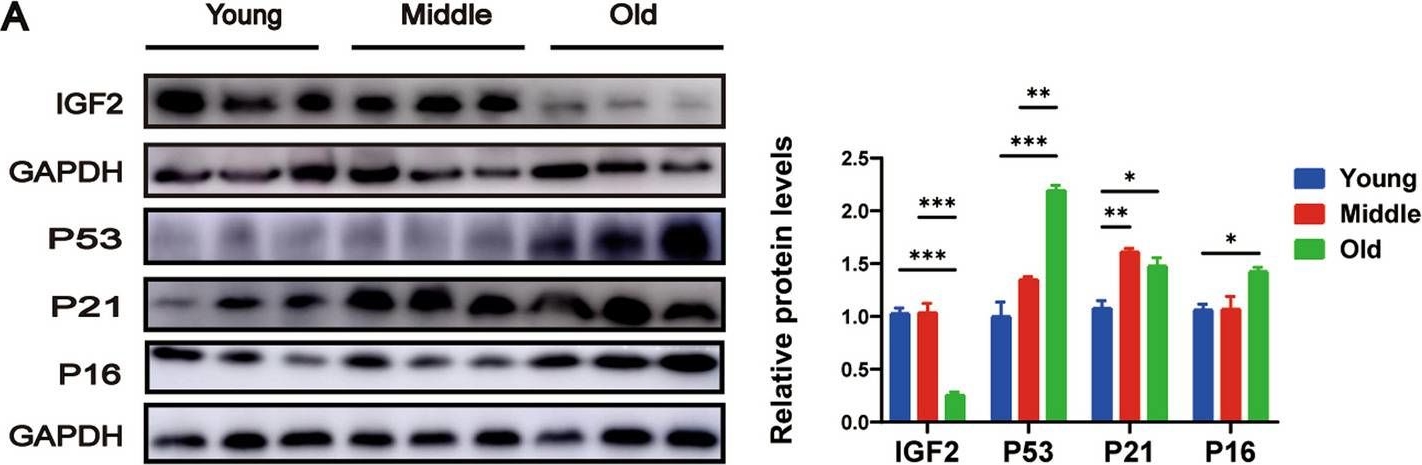 P16 antibodies - Antibody search engine - CiteAb
