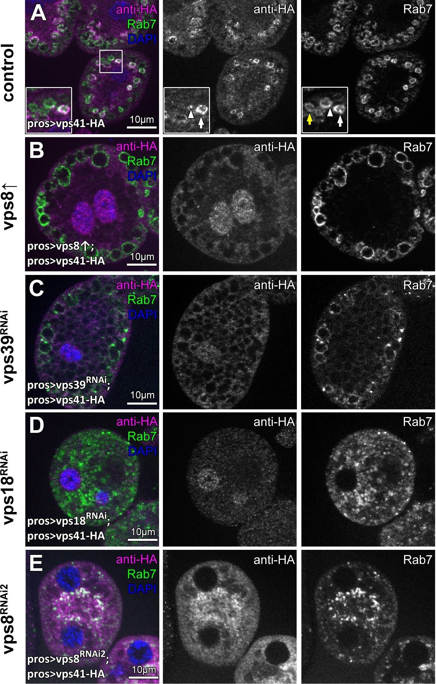 RAB7 antibodies - Antibody search engine - CiteAb