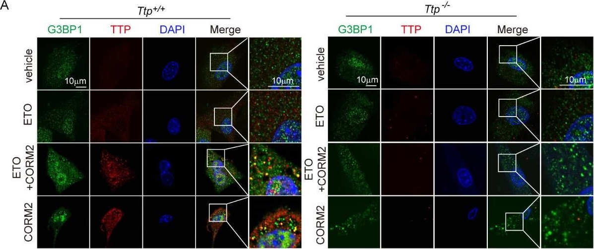 G3BP1 antibodies - Antibody search engine - CiteAb