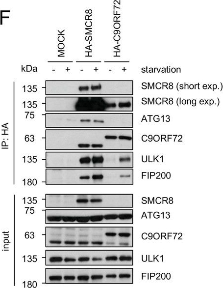 FIP200 antibodies - Antibody search engine - CiteAb