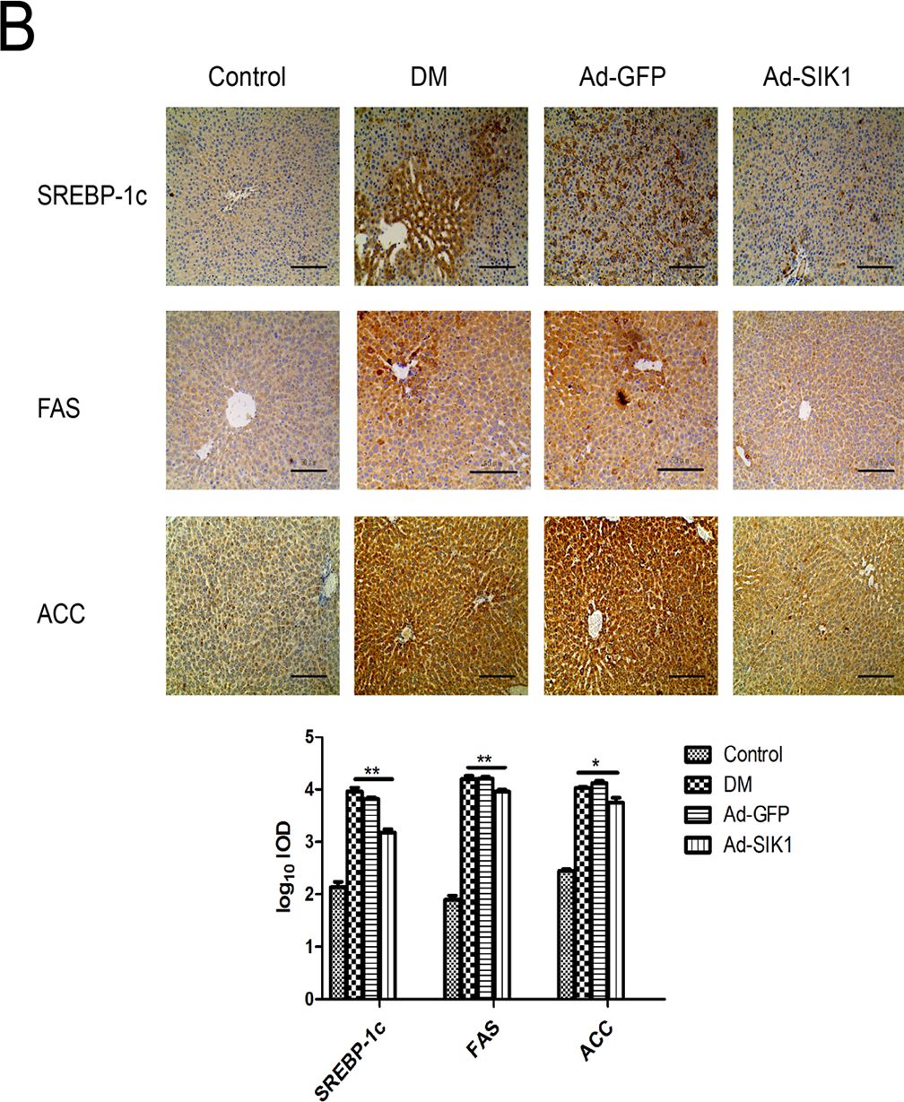 ACC1 antibodies - Antibody search engine - CiteAb