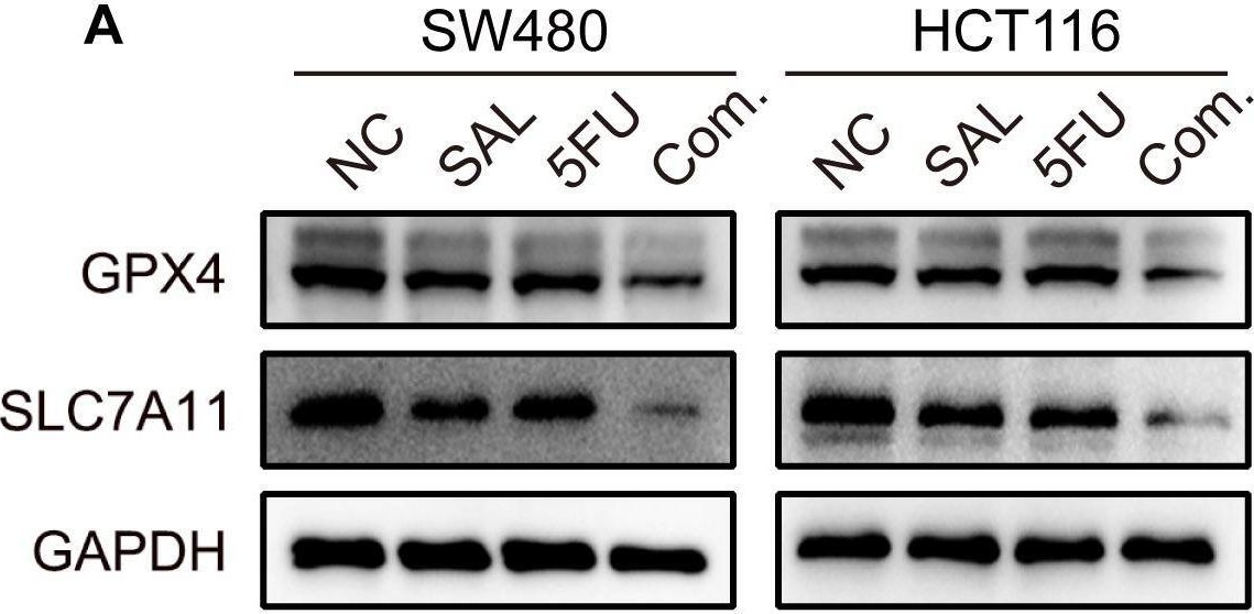 SLC7A11 antibodies - Antibody search engine - CiteAb