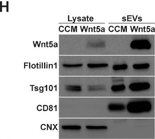 Wnt5a antibodies - Antibody search engine - CiteAb